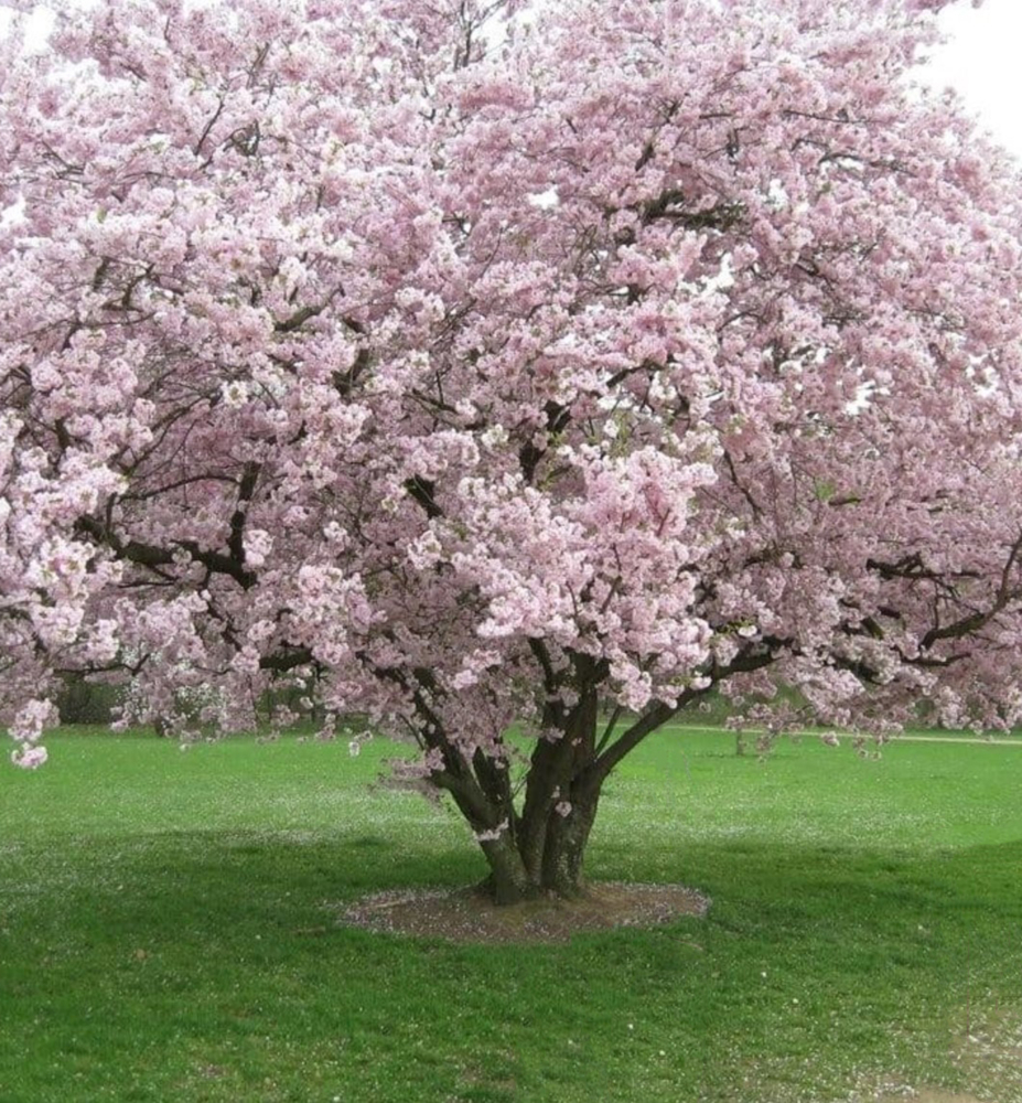 Okrasná višňa ´ACCOLADE´ 140-170 cm, kont. 7,5 l | Lumigreen.sk