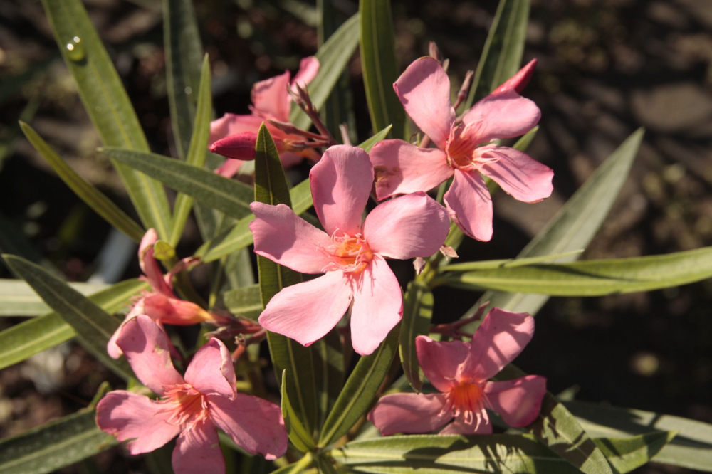 Oleander lososový ´SALMON´ 40-50 cm, kont. 3 l | Lumigreen.sk