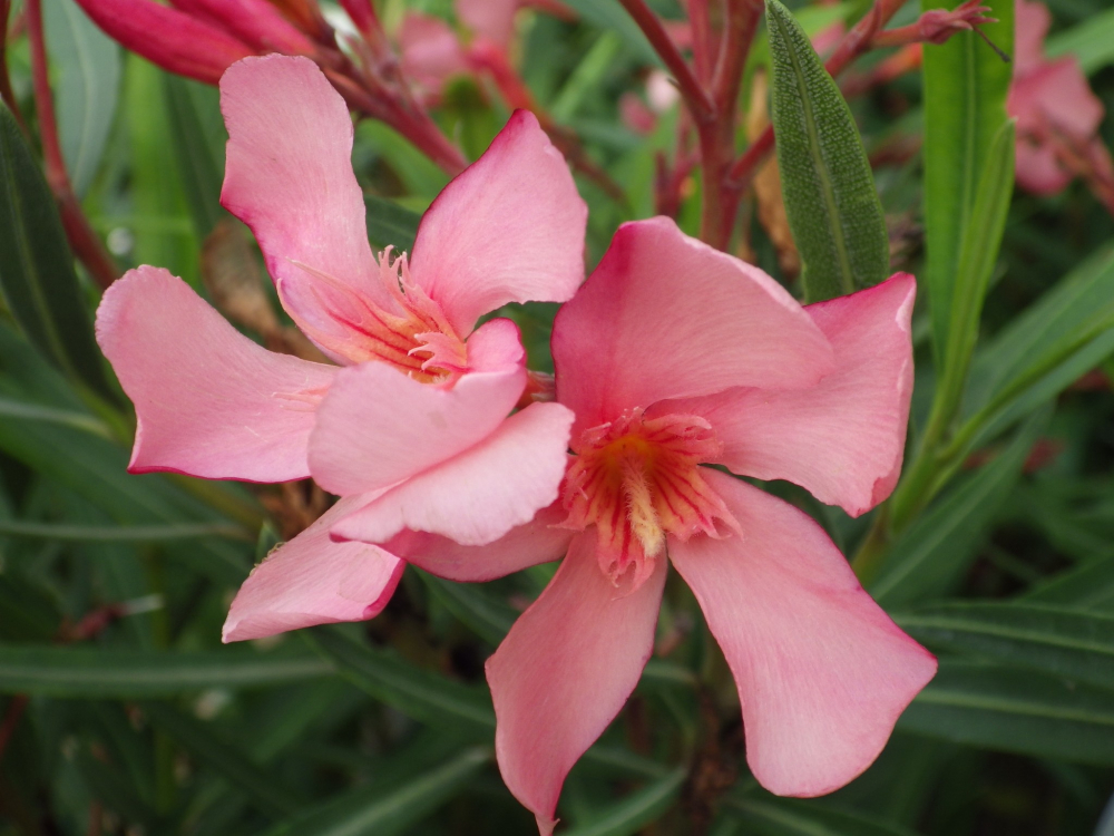 Oleander lososový ´SALMON´ 40-50 cm, kont. 3 l | Lumigreen.sk