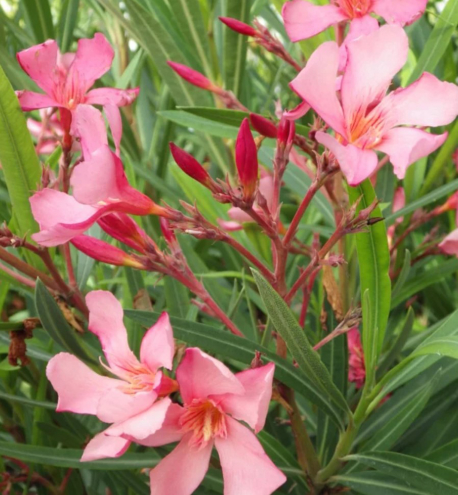 Oleander lososový ´SALMON´ 40-50 cm, kont. 3 l | Lumigreen.sk