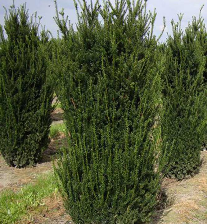 Tis prostredný ´HILLII´ 30-40 cm, kont. 2 l | E-shop | LUMIGREEN.sk ...