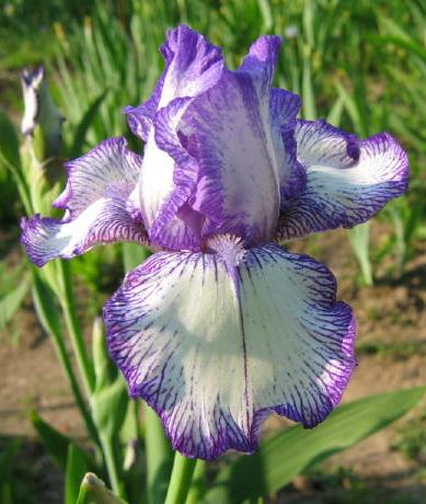 Kosatec nemecký ´BOLD PRINT´ kont. 0,5 l | Lumigreen.sk