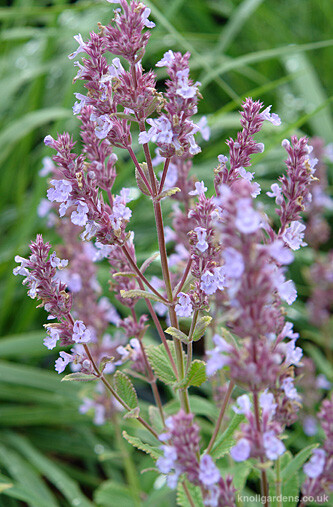 Kocúrnik záhradný ´VELUWS BLAUWTJE´ kont. 0,5 l | Lumigreen.sk