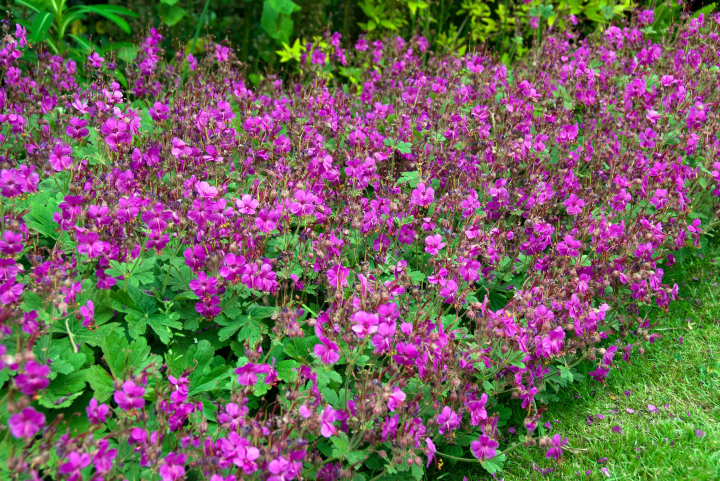 Pakost podzemkatý ´BEVAN´S VARIETY´ kont. 0,5 l | Lumigreen.sk