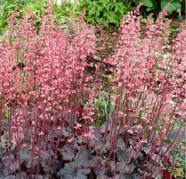 Heuchera hybridná ´RACHEL´ kont. 0,5 l | Lumigreen.sk