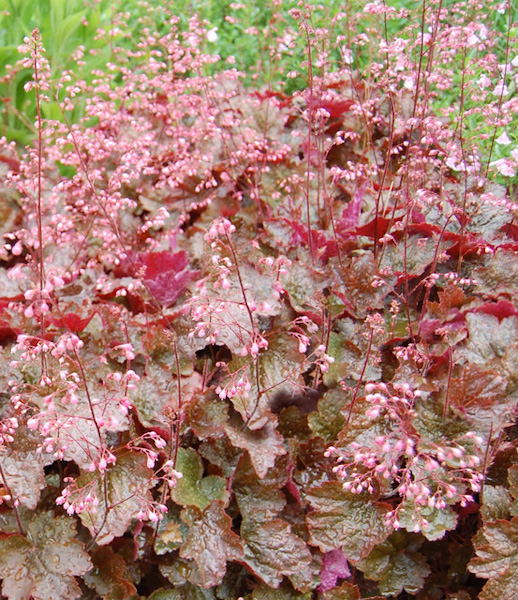 Heuchera hybridná ´RACHEL´ kont. 0,5 l | Lumigreen.sk