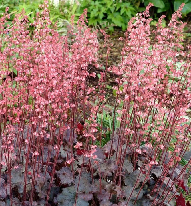 Heuchera hybridná ´RACHEL´ kont. 0,5 l | Lumigreen.sk
