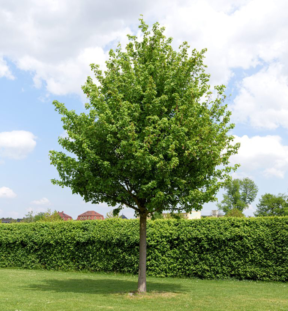 Javor poľný ´ELSRIJK´ 230-250 cm, kont. 15 l | Lumigreen.sk