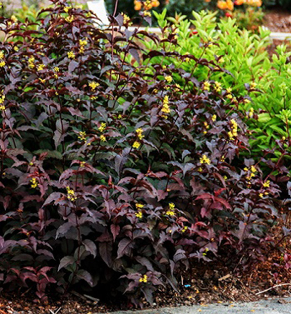 Diervilla ´TROJA BLACK´ 60-70 cm, kont. 4 l | Lumigreen.sk