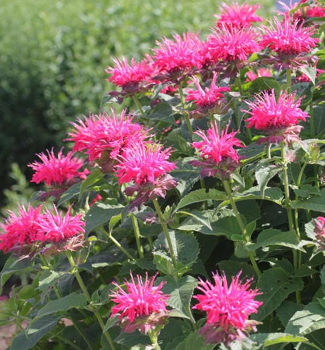 Monarda podvojná ´PINK LACE®´ kont. 0,5 l | Lumigreen.sk