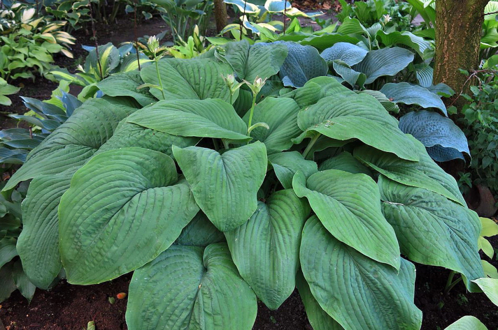 Hosta ´T REX´ kont. 1 l | Lumigreen.sk