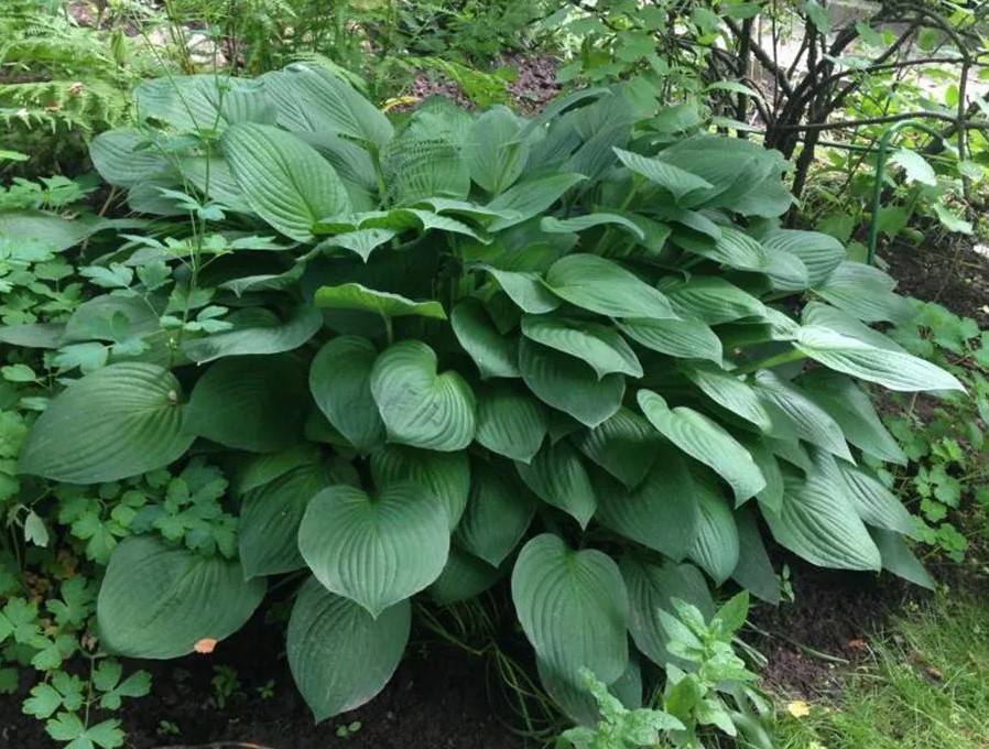 Hosta ´T REX´ kont. 1 l | Lumigreen.sk