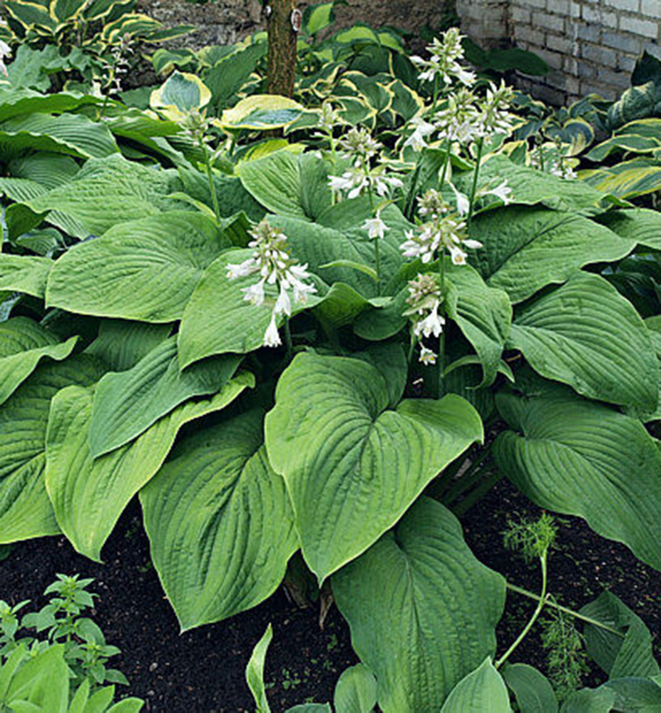 Hosta ´T REX´ kont. 1 l | Lumigreen.sk