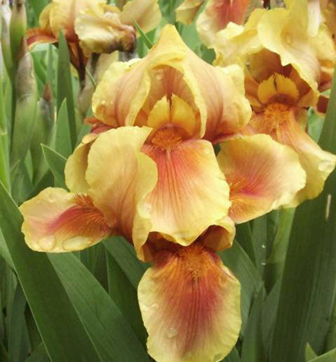 Kosatec nemecký ´APACHE WARRIOR´ kont. 1 l | Lumigreen.sk