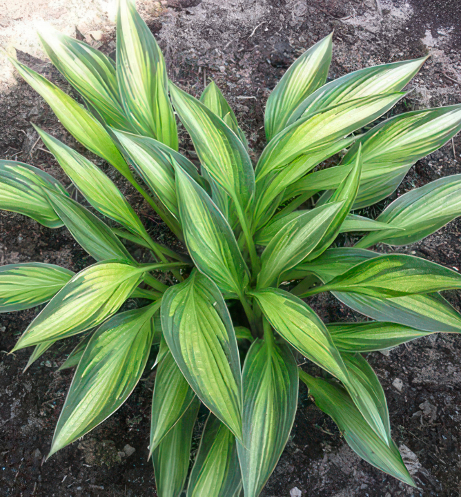 Hosta ´AYESHA´ kont. 1 l | Lumigreen.sk