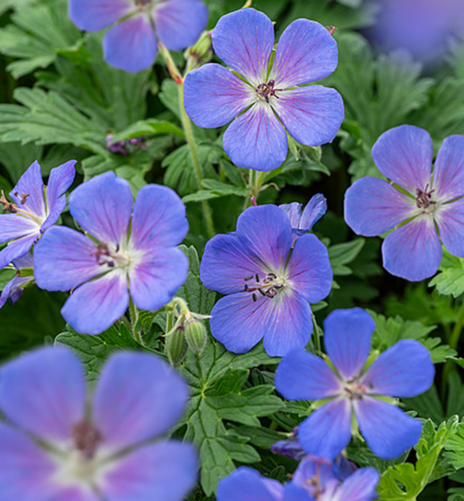 Pakost himalájsky ´BABY BLUE´ kont. 0,5 l | Lumigreen.sk