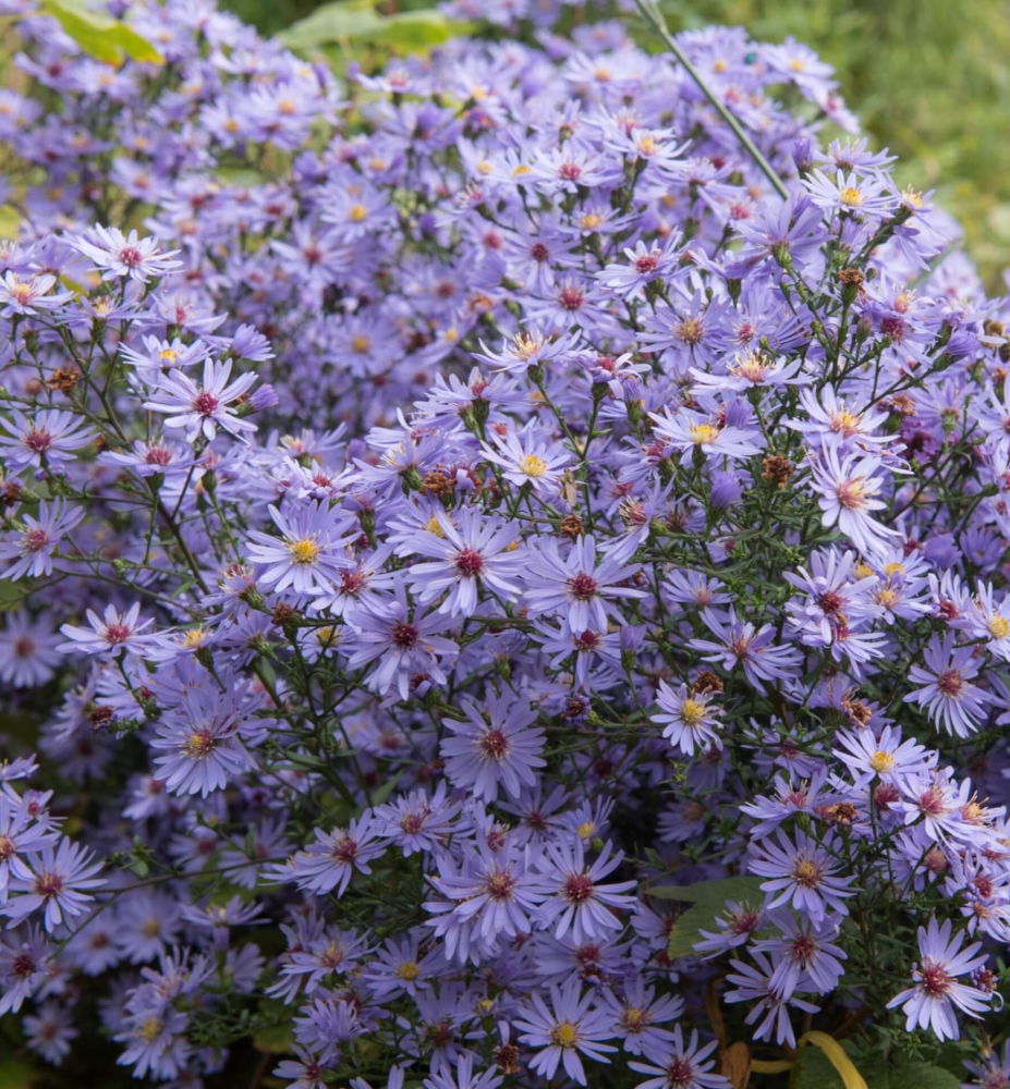 Astra japonská (Kalimeris) ´BLUE STAR´ kont. 0,5 l | Lumigreen.sk