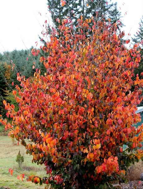 Parócia perzská ´VANESSA´ 160-170 cm, kont. 4 l | Lumigreen.sk