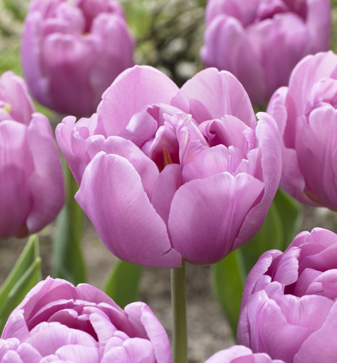 Tulipán ´TABLEDANCE´ 5ks v balení | Lumigreen.sk