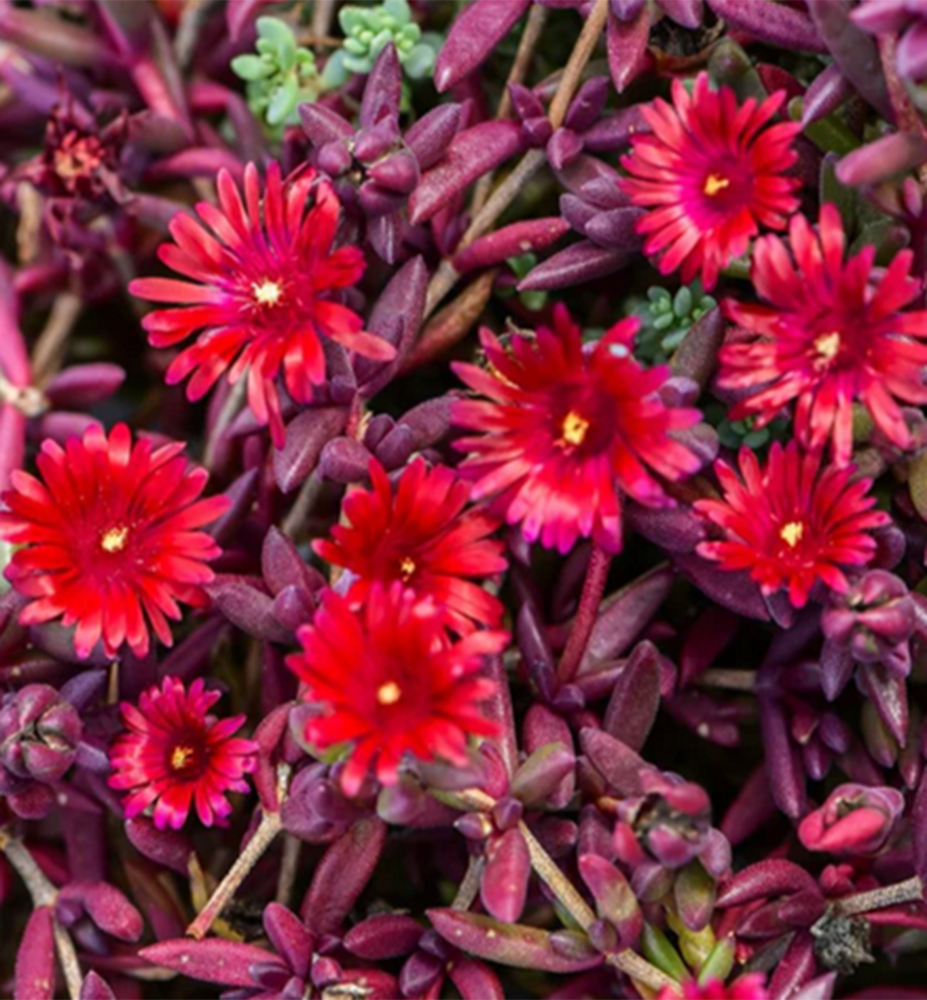 Delosperma ´DESERT DANCER RED´ kont. 0,5 l | Lumigreen.sk