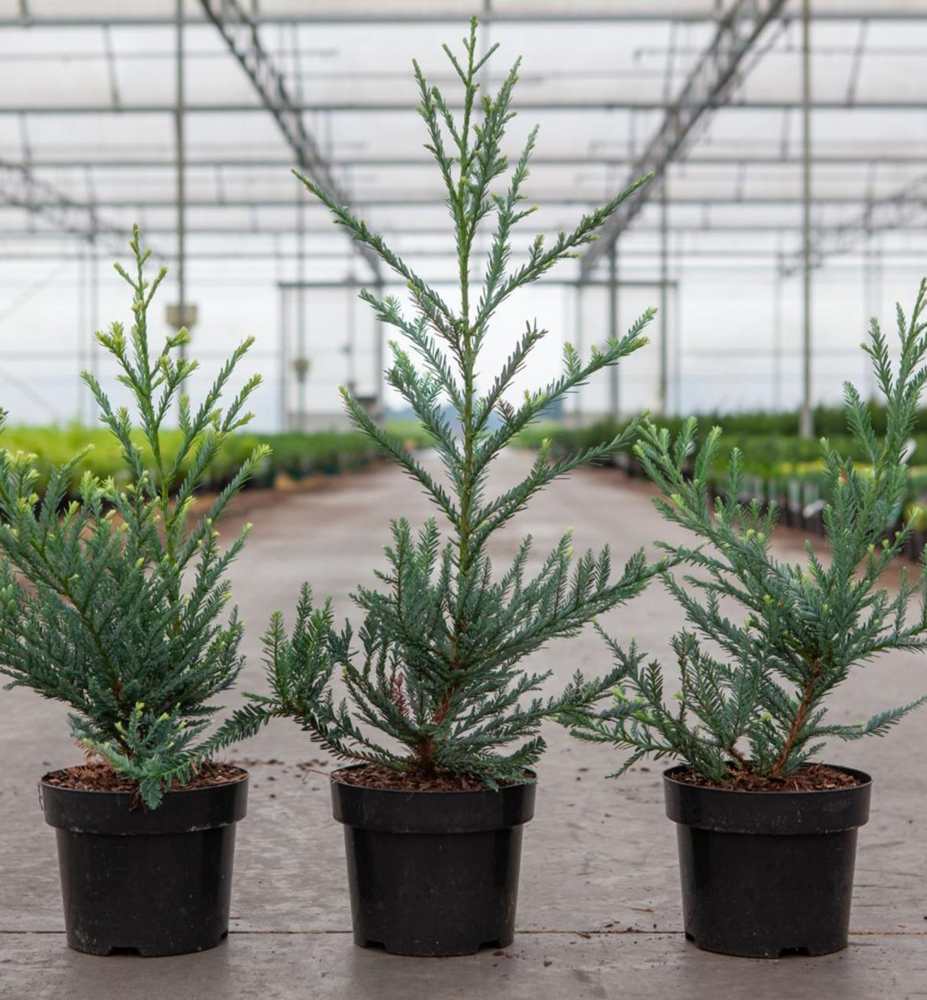 Sekvoja vždyzelená ´LIGHTNING´ 60-70 cm, kont. 3 l | Lumigreen.sk