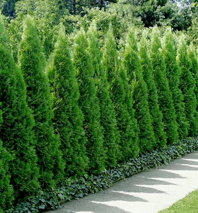 Tuja západná, Thuja occidentalis ´Smaragd´ | E-shop | LUMIGREEN.sk ...