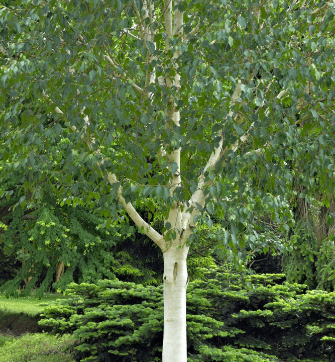 Breza himalájska ´GRAYSWOOD GHOST´ 100-125 cm, kont. 5 l | E-shop ...