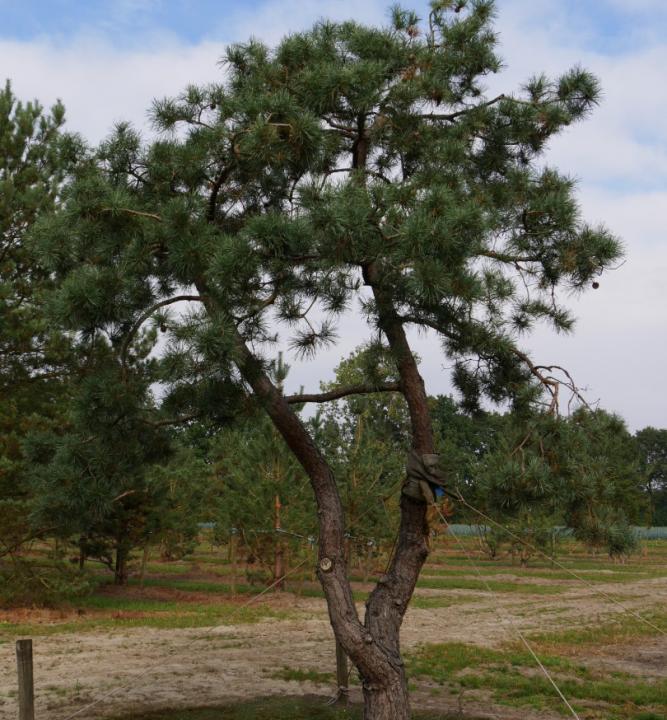 Borovica lesná 20-30 cm, K9 | E-shop | LUMIGREEN.sk - Váš obľúbený ...