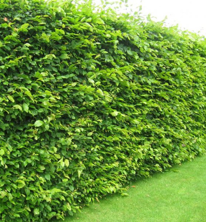 Hrab obyčajný 80-100 cm, kont. 3 l - E-shop - LUMIGREEN.sk - Váš ...