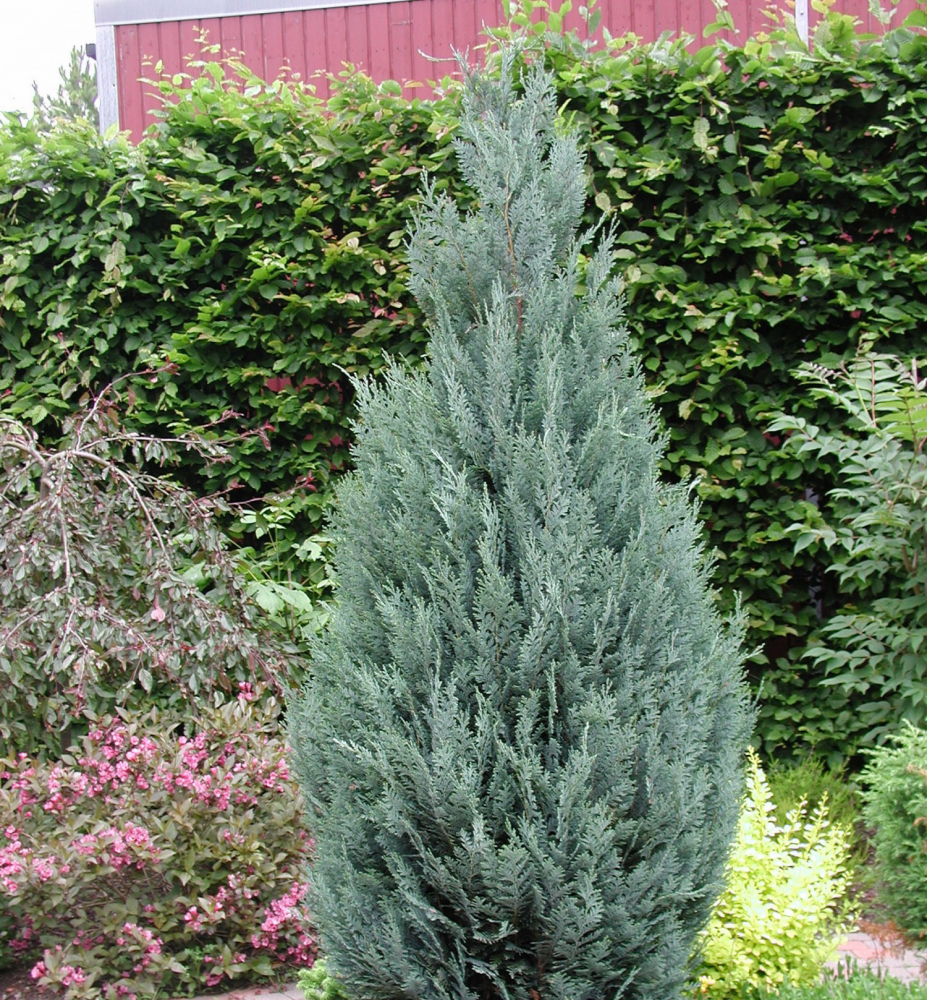 Cypruštek Lawsonov / Chamaecyparis lawsoniana ´Columnaris´ | E-shop ...