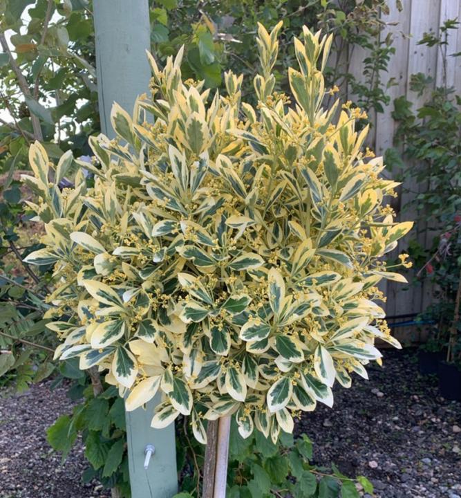 Bršlen japonský ´BRAVO´, na kmienku 40 cm, kont. 9 l | E-shop ...