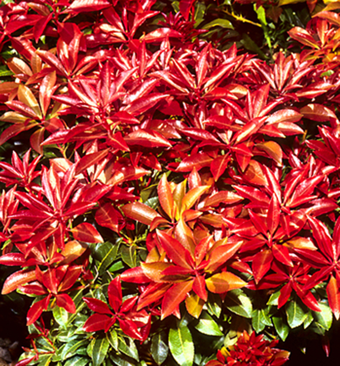 Pieris japonský, Pieris japonica ´Mountain Fire´ | Lumigreen.sk