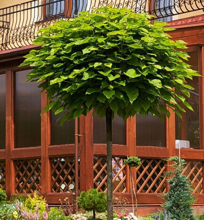 Katalpa, Catalpa bignonioides ´nana´ - E-shop - LUMIGREEN.sk - Váš ...