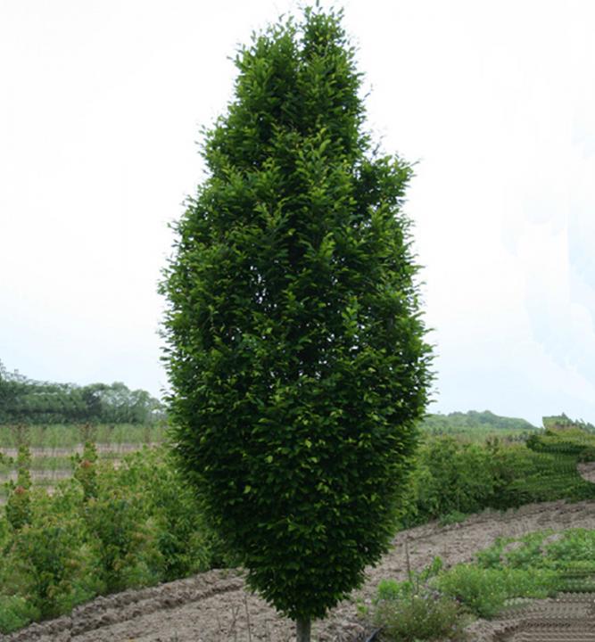Hrab obyčajný / Carpinus betulus ´FASTIGIATA´ - LUMIGREEN.sk - Váš ...