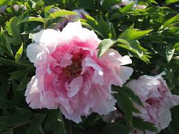 Pivónia drevitá ´ROU FU RONG´, kont. 1 l | Lumigreen.sk