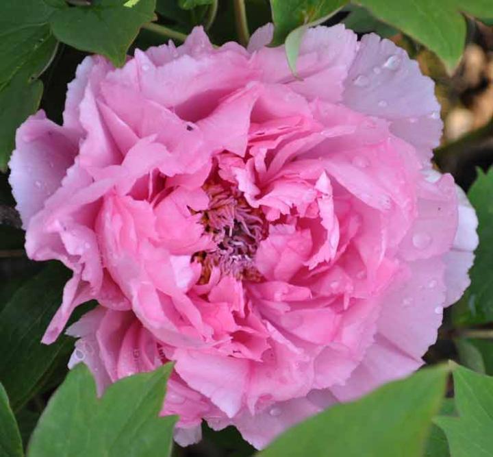 Pivónia drevitá ´ROU FU RONG´, kont. 1 l | E-shop | LUMIGREEN.sk - Váš ...