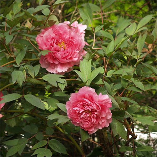 Pivónia drevitá ´ROU FU RONG´, kont. 1 l | Lumigreen.sk