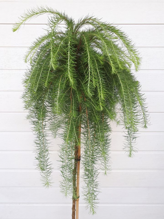 Smrekovec japonský ´BORING WEEPER´ na kmienku 120 cm, kont. 7,5 l | E ...