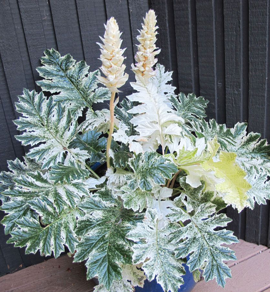 Akantus hybridný ´WHITEWATER´, kont. 1 l | Lumigreen.sk