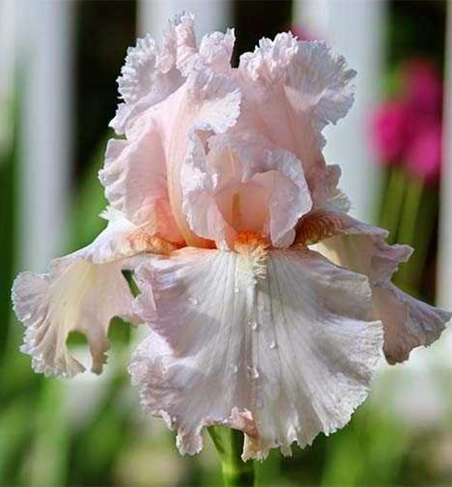 Kosatec nemecký ´FRAPPE´ kont. 1 l | Lumigreen.sk