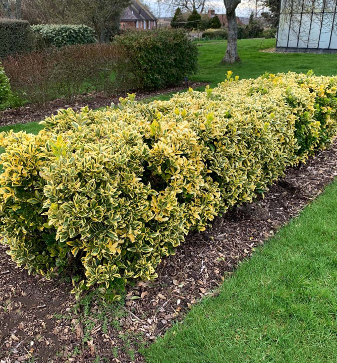 Bršlen japonský ´OVATUS AUREUS´ 15-20 cm, kont. 1 l | Lumigreen.sk