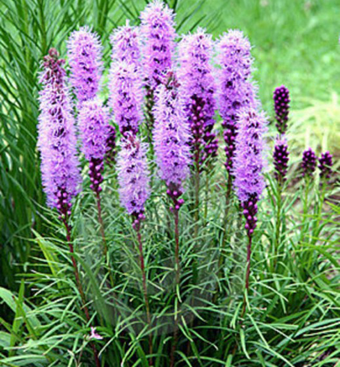 Liatra klasnatá, Liatris spicata ´Floristan Violet´ - E-shop ...