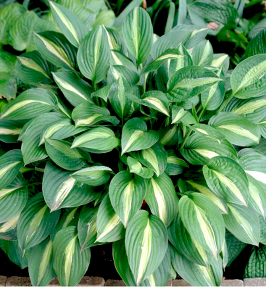Hosta ´Striptease´ | Lumigreen.sk