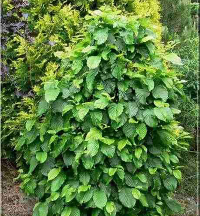 Hrab obyčajný ´MONUMENTALIS´ 100-125 cm , kont. 5 l | E-shop ...