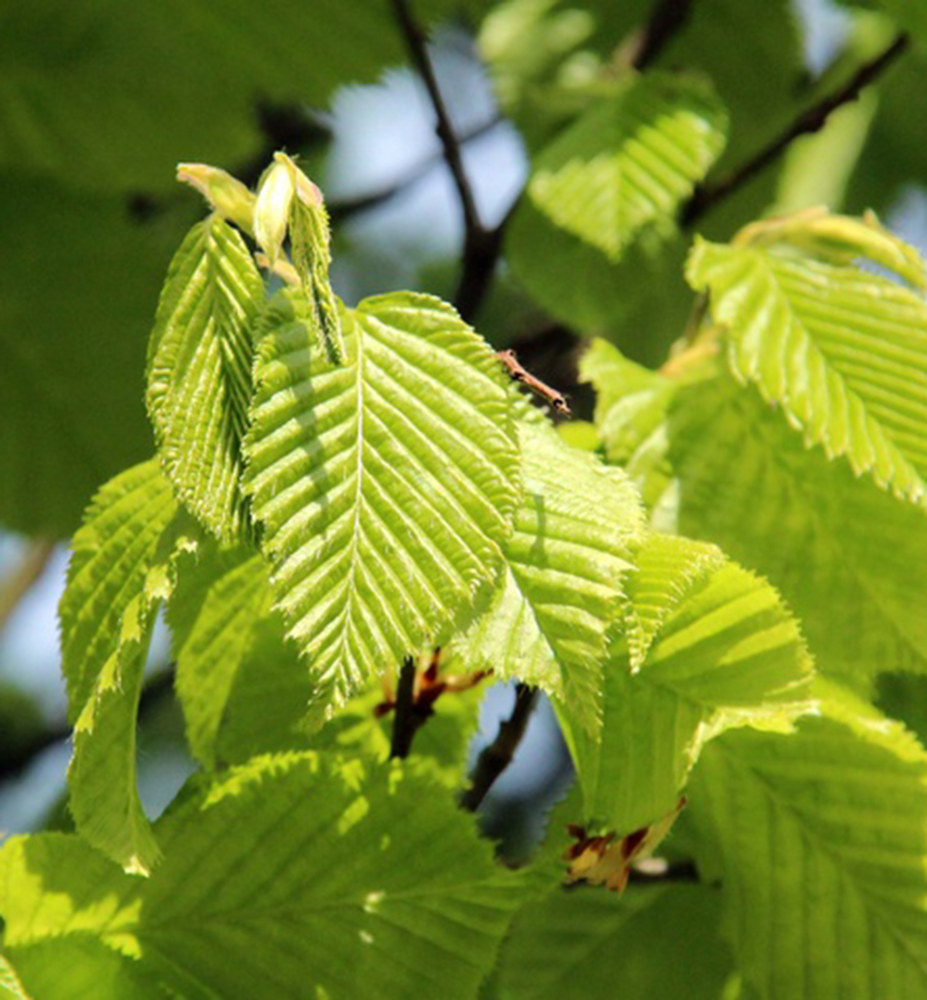 Hrab obyčajný ´MONUMENTALIS´ 100-125 cm , kont. 5 l | E-shop ...