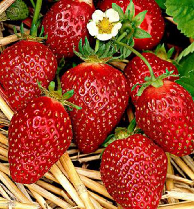 Jahoda ´KORONA´ 10 ks - LUMIGREEN.sk - Váš obľúbený internetový obchod ...