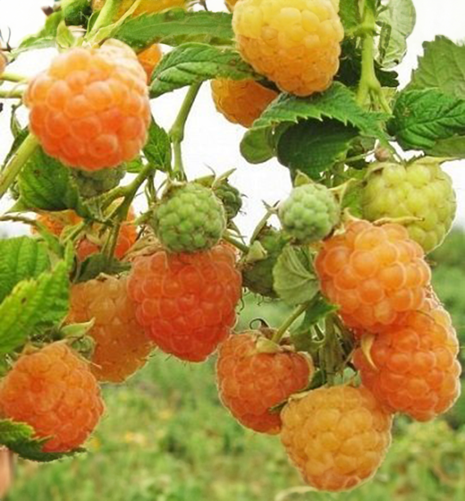 Malina žltá ´Golden Queen´ | Lumigreen.sk