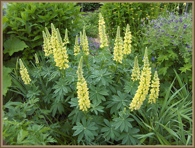 Lupínia, Lupinus ´chandelier´ | Lumigreen.sk