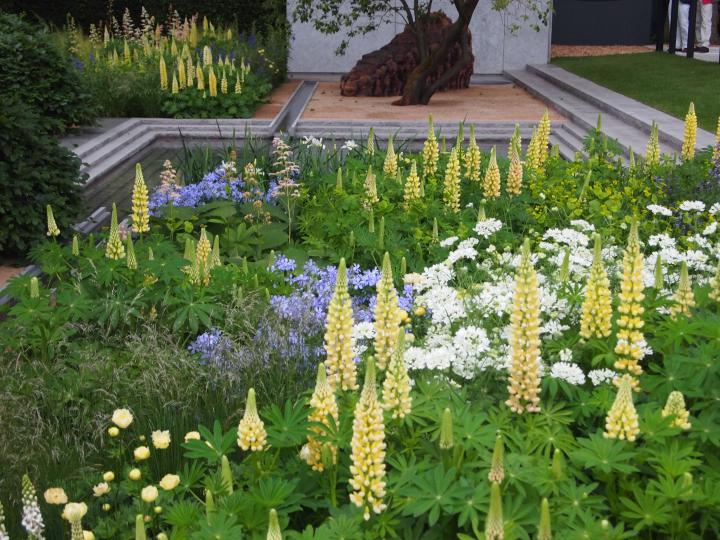 Lupínia, Lupinus ´chandelier´ | Lumigreen.sk