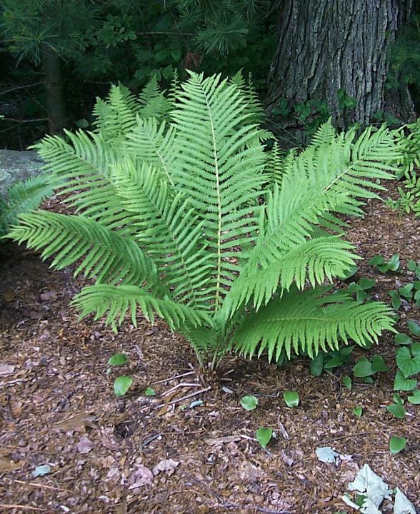 Perovník pštrosí, Matteuccia struthiopteris - LUMIGREEN.sk - najväčší ...